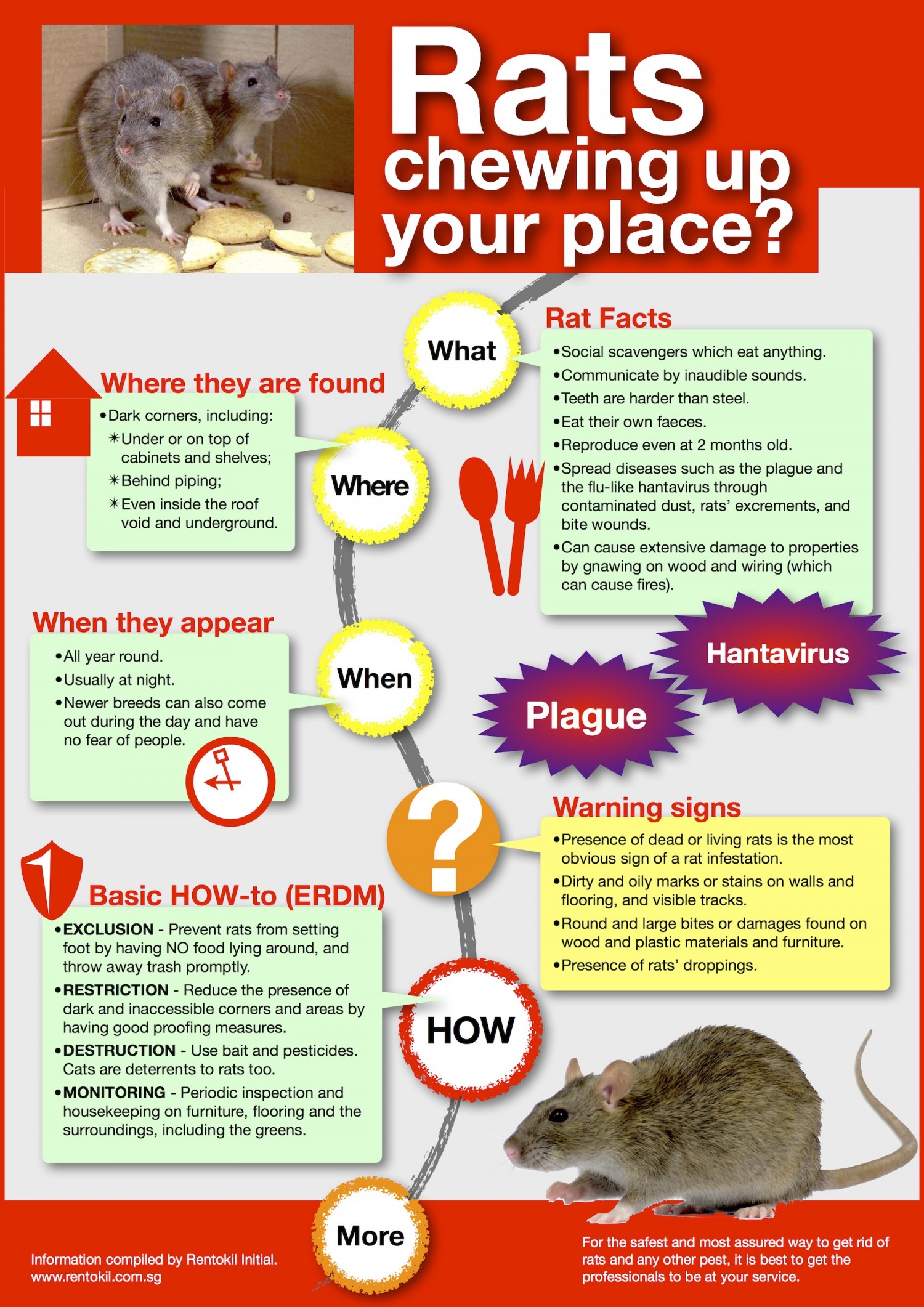 rats-chewing-up-your-place - Infographic Facts